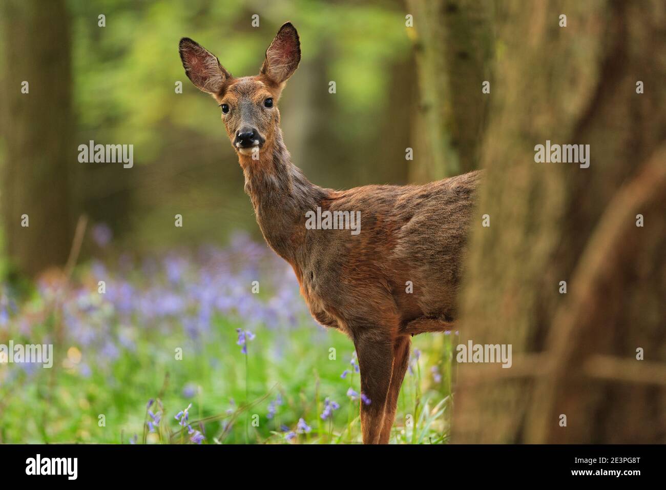 Roe deer spring woodland hi-res stock photography and images - Alamy