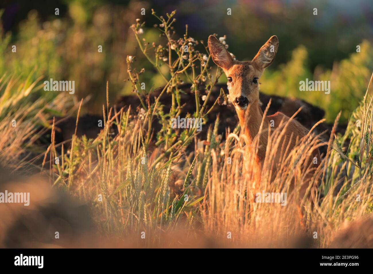 Roe Deer in their natural habitat Stock Photo - Alamy