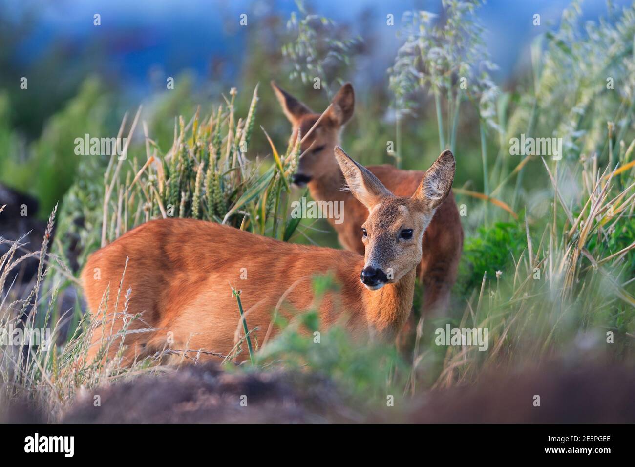 Roe Deer in their natural habitat Stock Photo - Alamy
