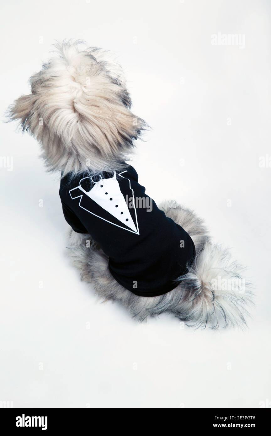 Dog modelling hi-res stock photography and images - Alamy