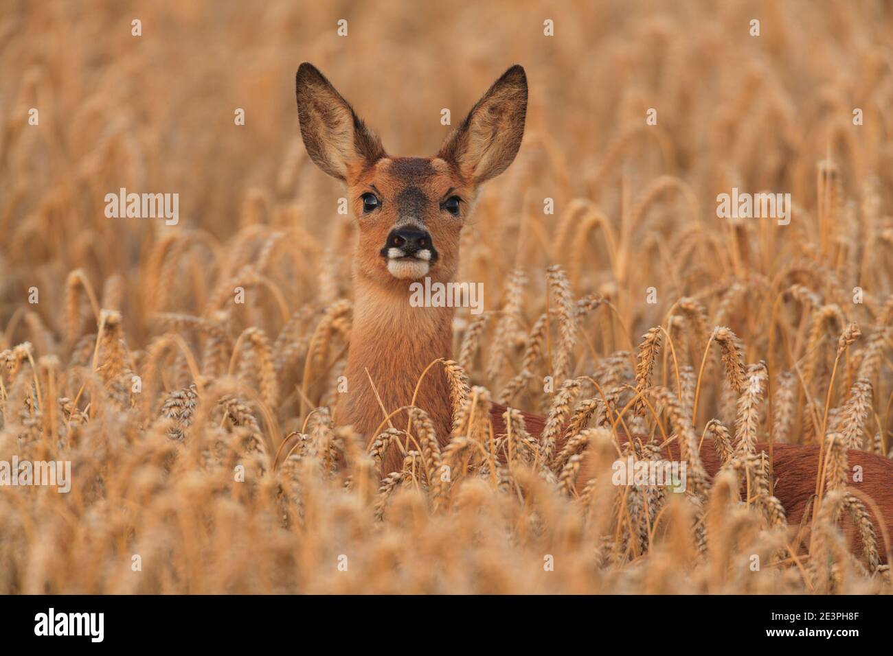 Roe Deer in their natural habitat Stock Photo - Alamy