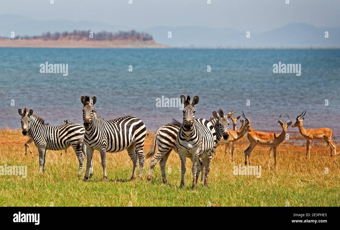 Herd of zEBRA STANDING ON THE SHORELINE OF lAKE kARIBA IN zIMBABWE ...