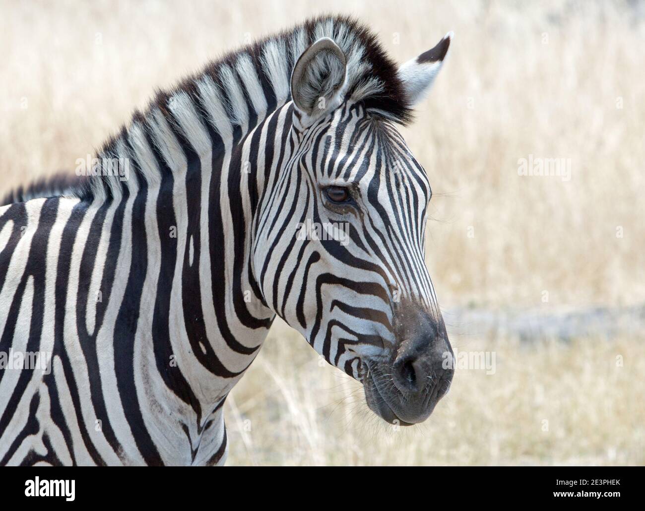 Framed face head hi-res stock photography and images - Alamy