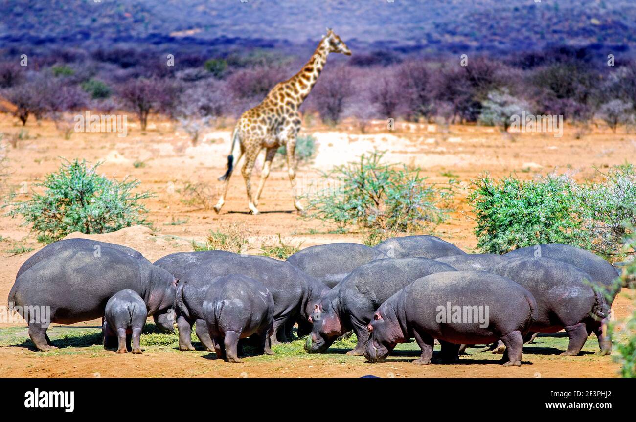 Pod of Hippo's with a solitary Giraffe in the distance Stock Photo - Alamy