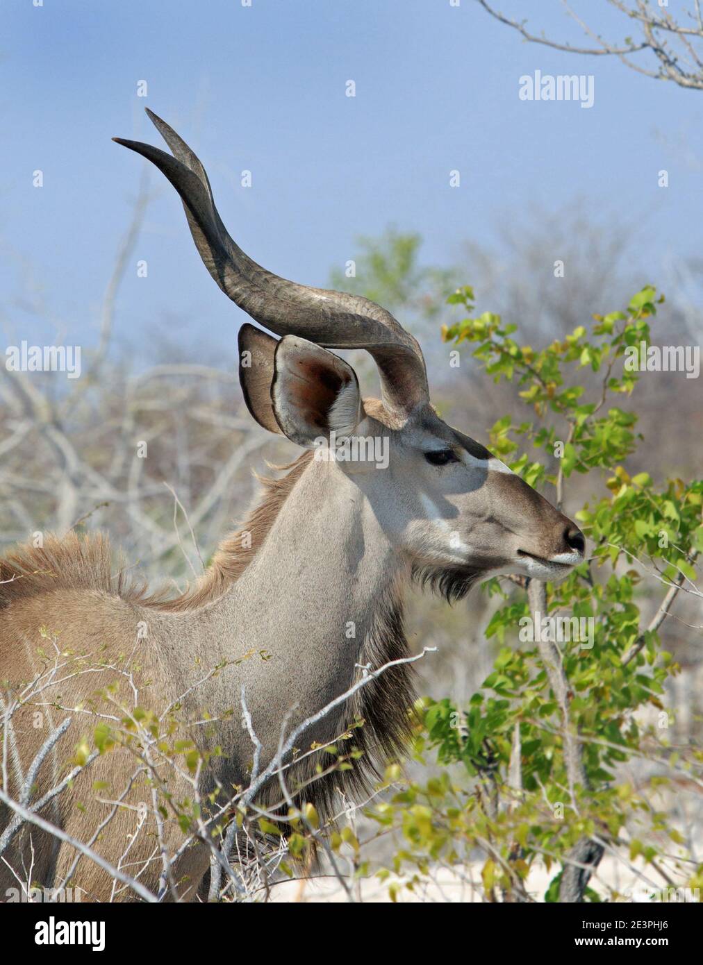 Kudu head hi-res stock photography and images - Alamy