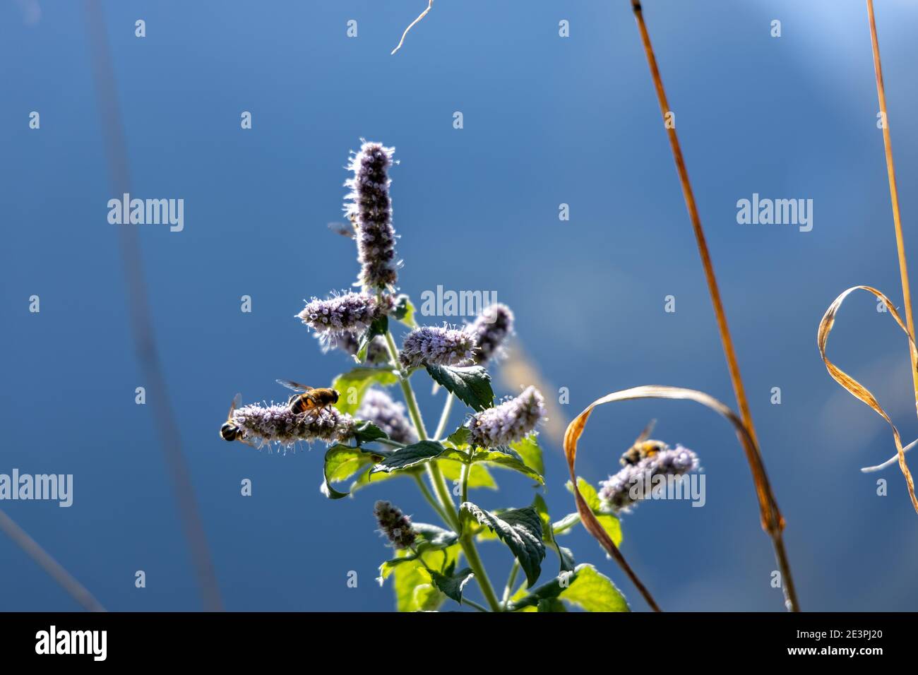 Bee over flower bee amazing,honeybee pollinated of purpal flower Stock ...