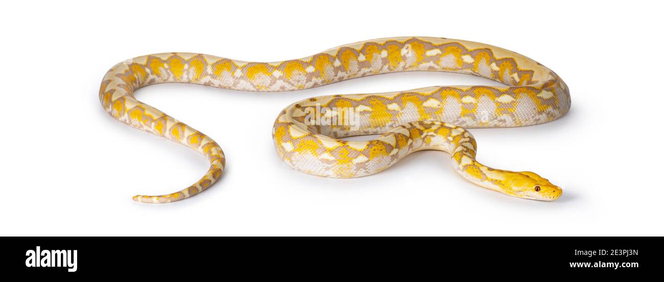 Full body shot of Lavender Albino Reticulated python aka Malayopython ...