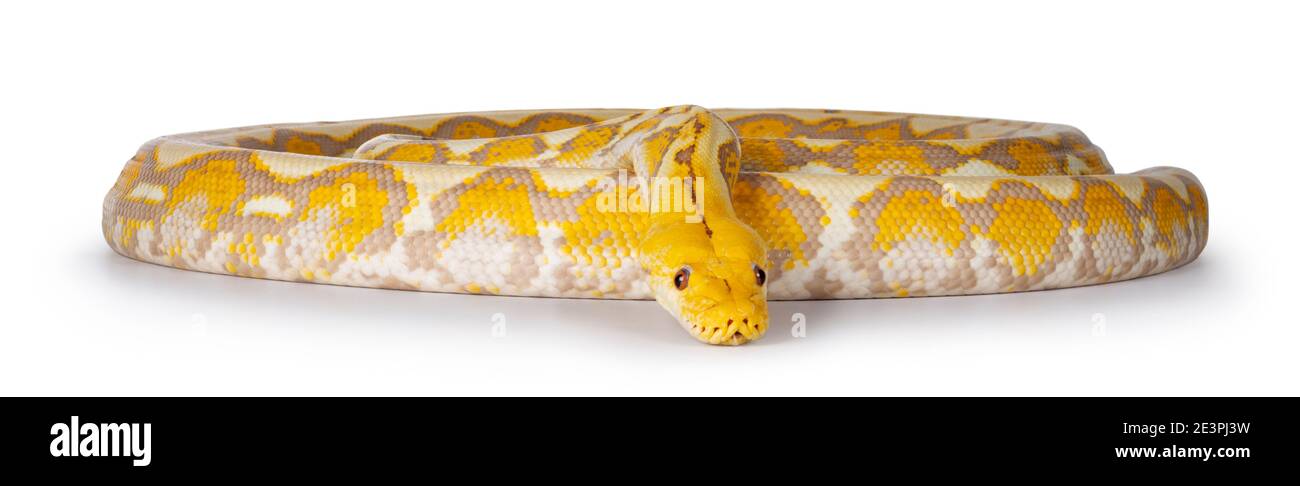Full body shot of Lavender Albino Reticulated python aka Malayopython ...