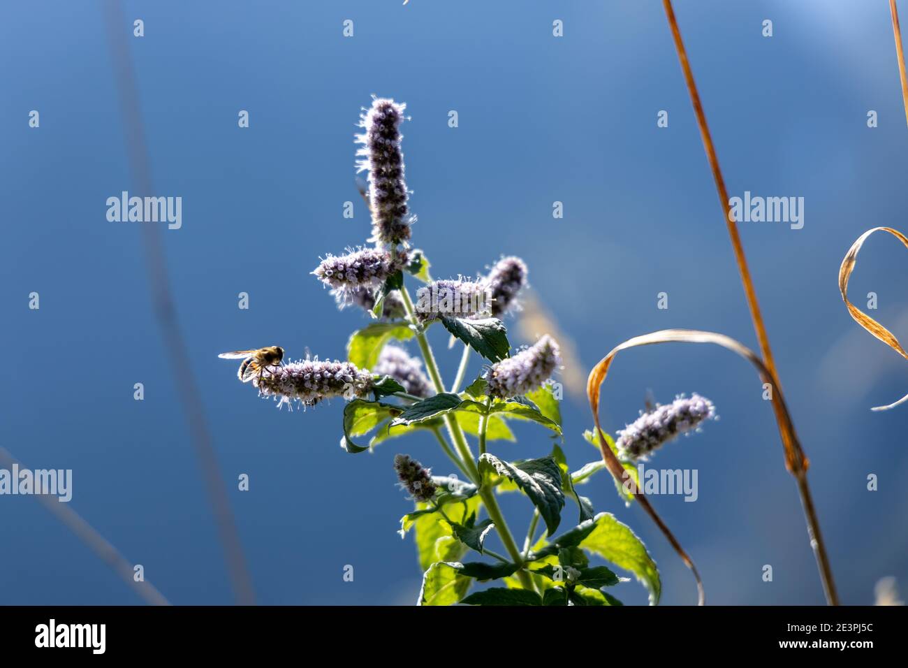 Bee over flower bee amazing,honeybee pollinated of purpal flower Stock ...