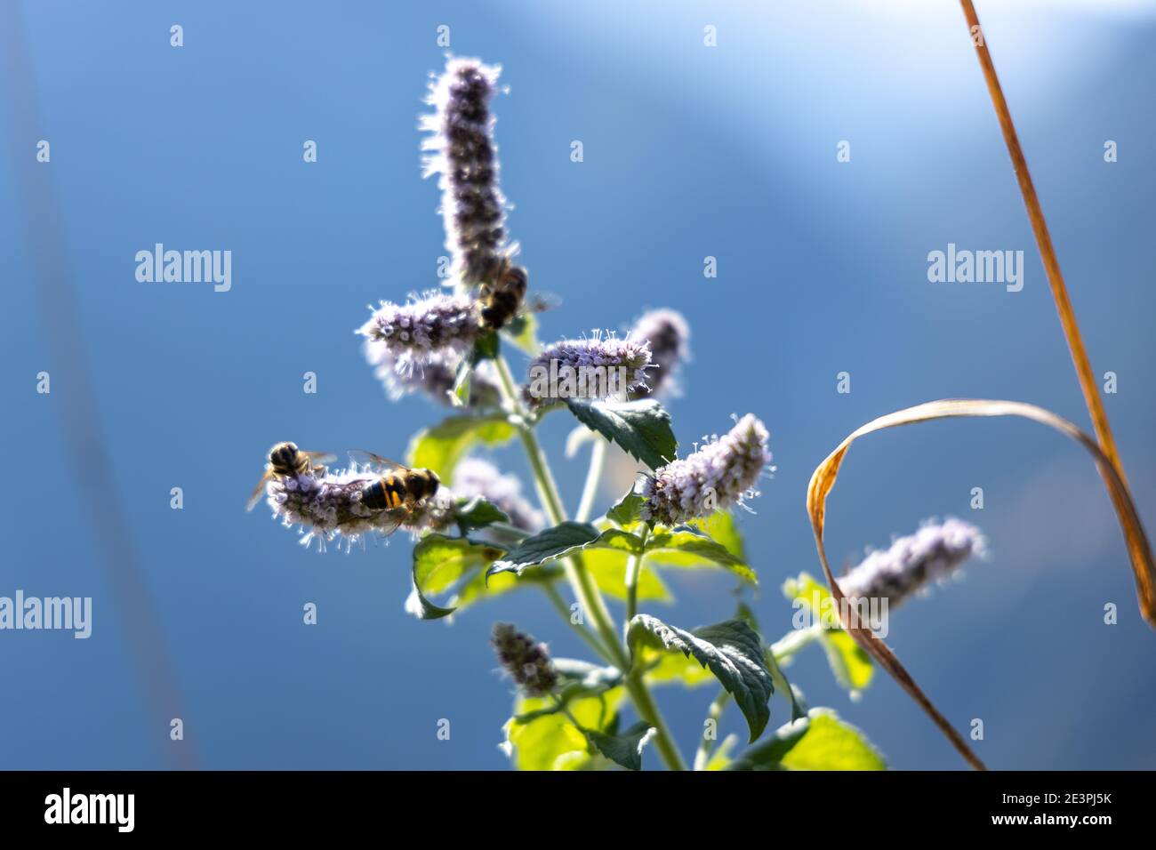 Bee over flower bee amazing,honeybee pollinated of purpal flower Stock ...