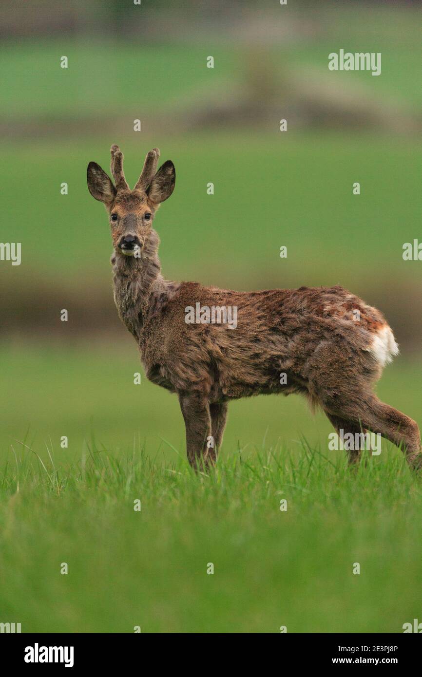 Roe Deer in their natural habitat Stock Photo - Alamy