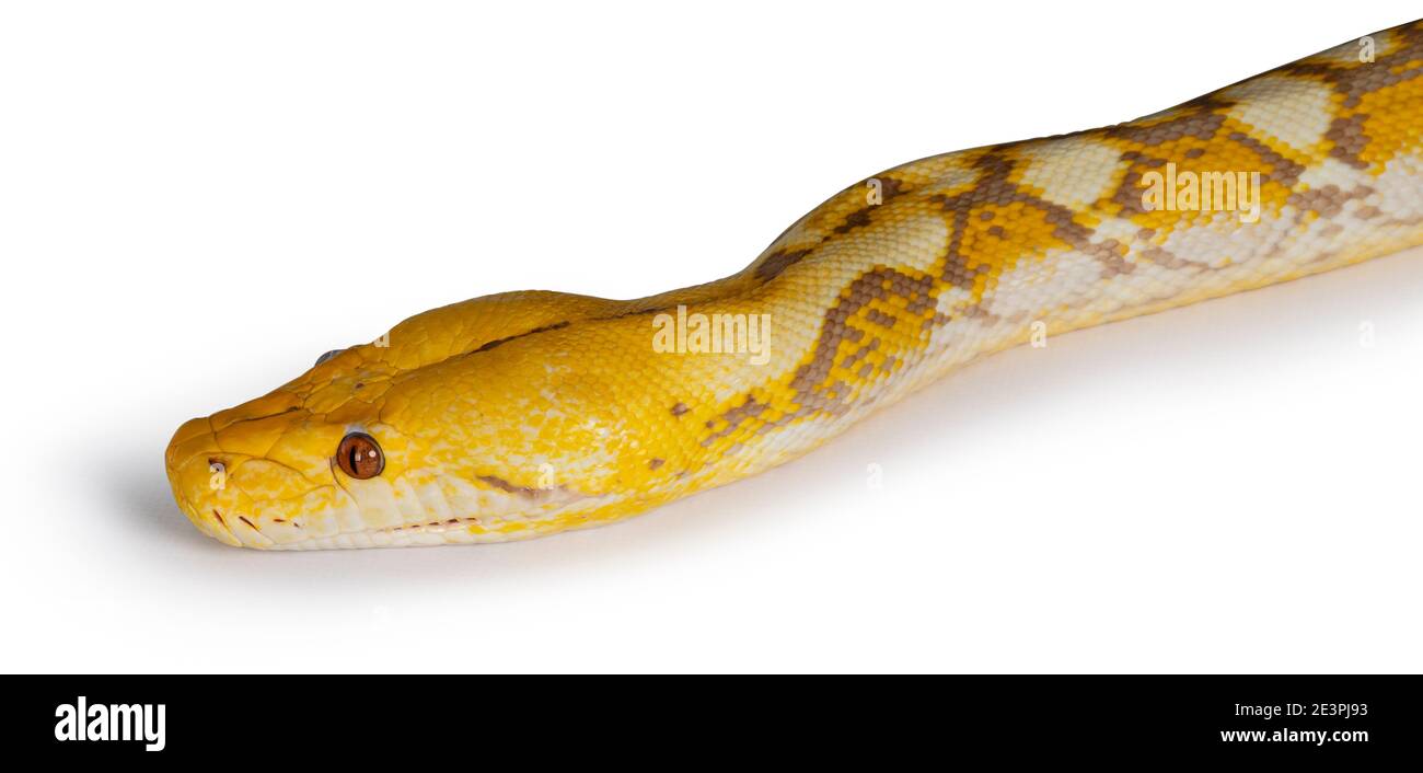 Head shot of Lavender Albino Reticulated python aka Malayopython ...