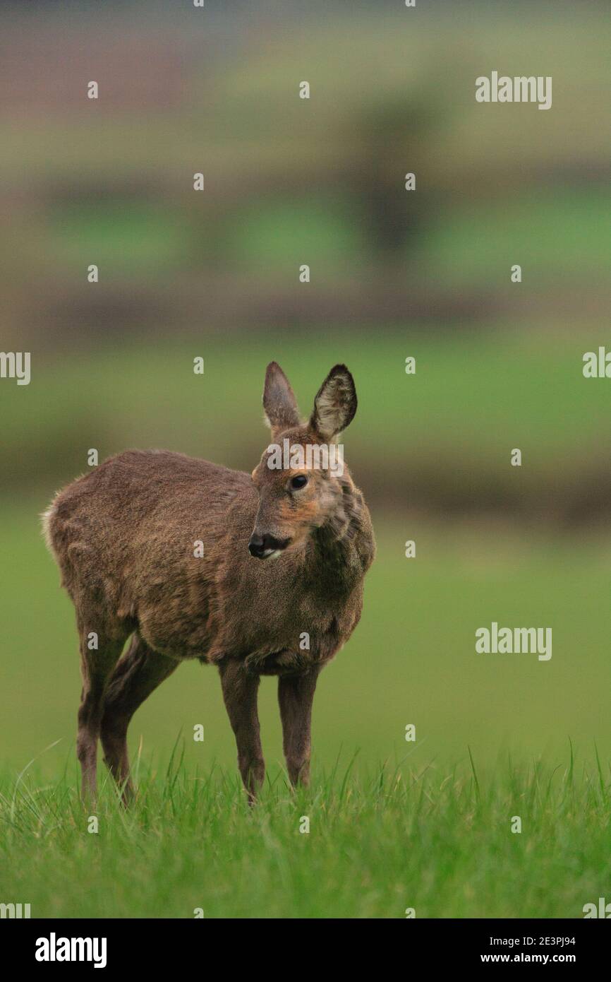 Roe Deer in their natural habitat Stock Photo - Alamy