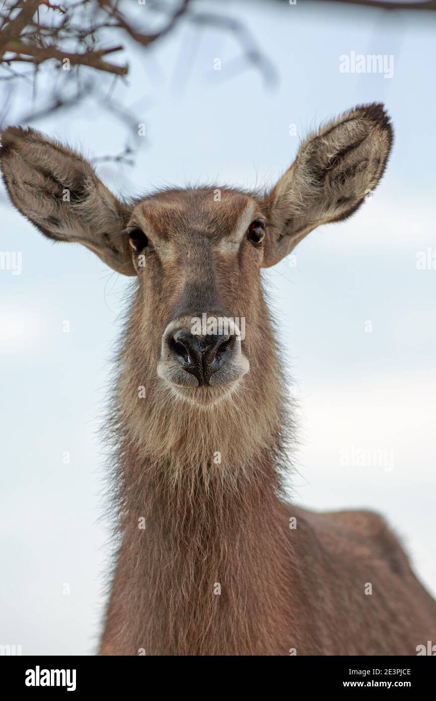 Waterbuck Head High Resolution Stock Photography and Images - Alamy