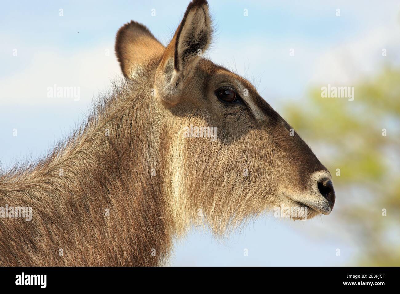 Side Profile and Full Framed photo of a Female Waterbuck head Stock ...