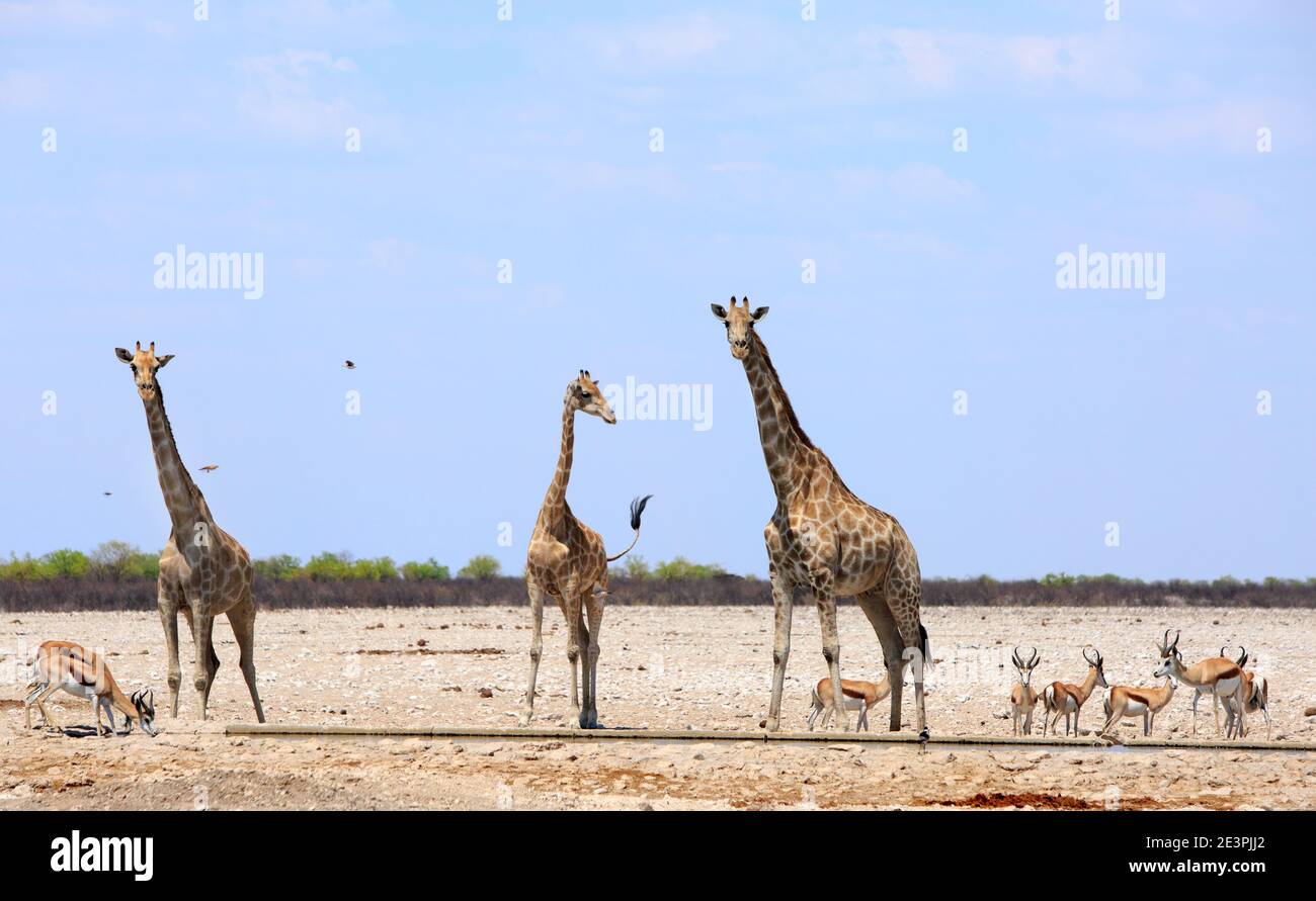 Various mammal species hi-res stock photography and images - Alamy