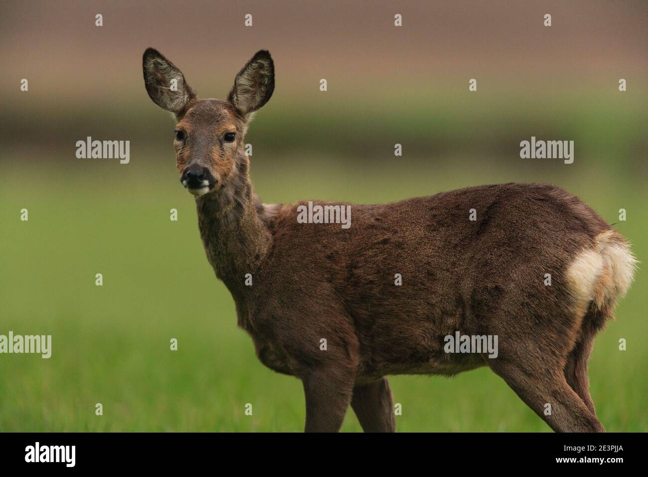 Roe Deer in their natural habitat Stock Photo - Alamy