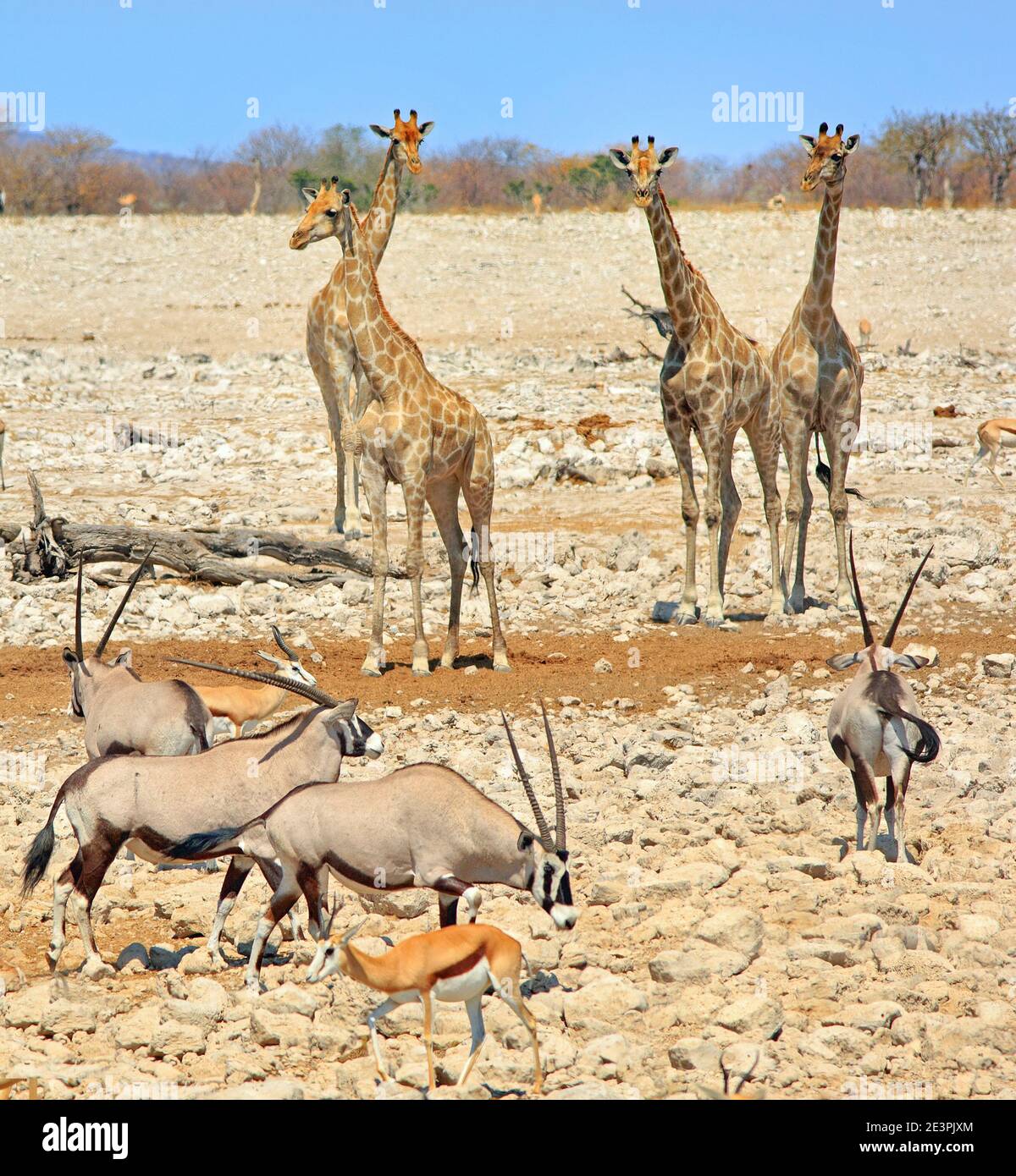 Various animals congregate at a waterhole in Etosha National Park ...