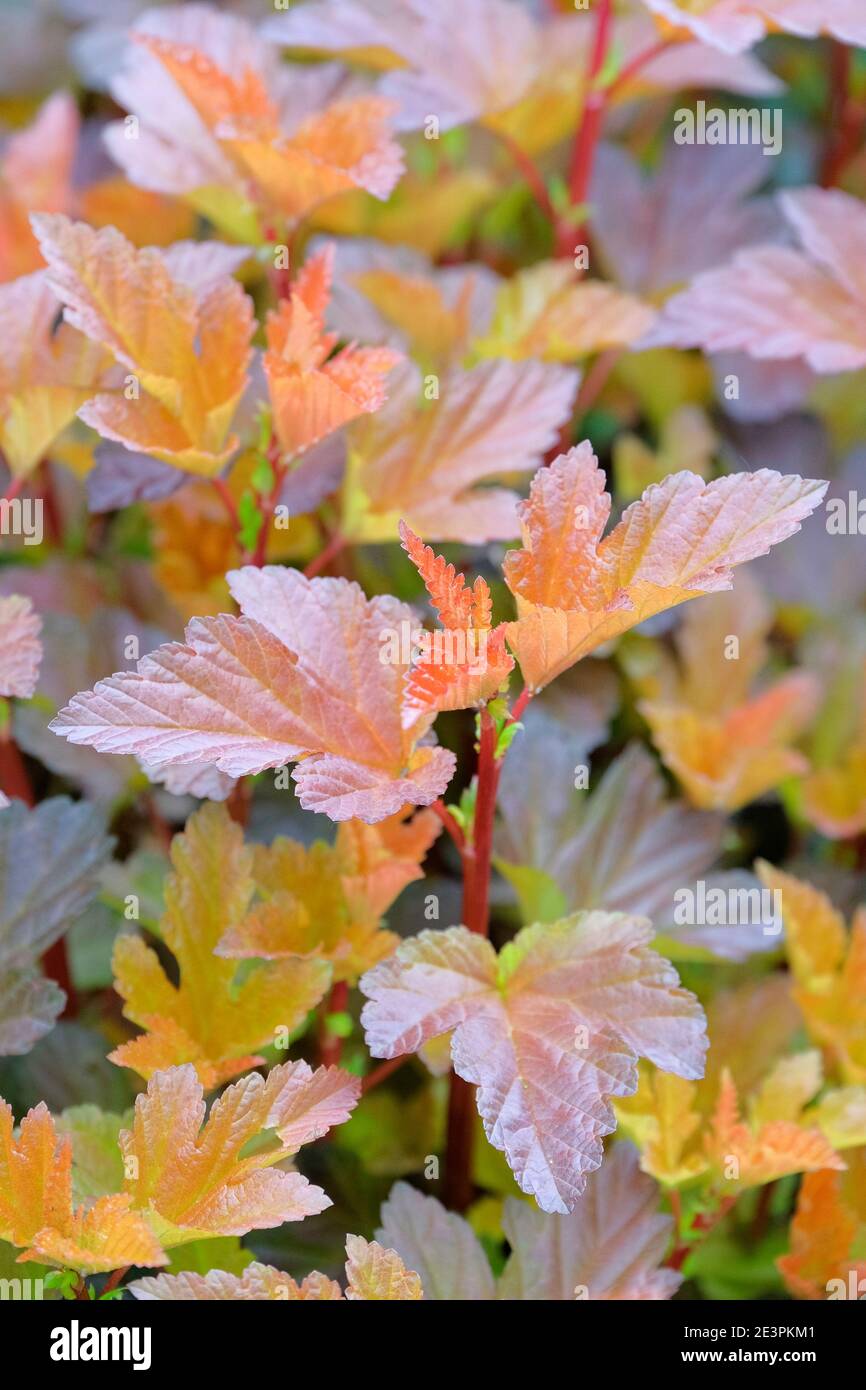 Physocarpus opulifolius 'Diabolo'. Ninebark 'Diabolo' also known as ...