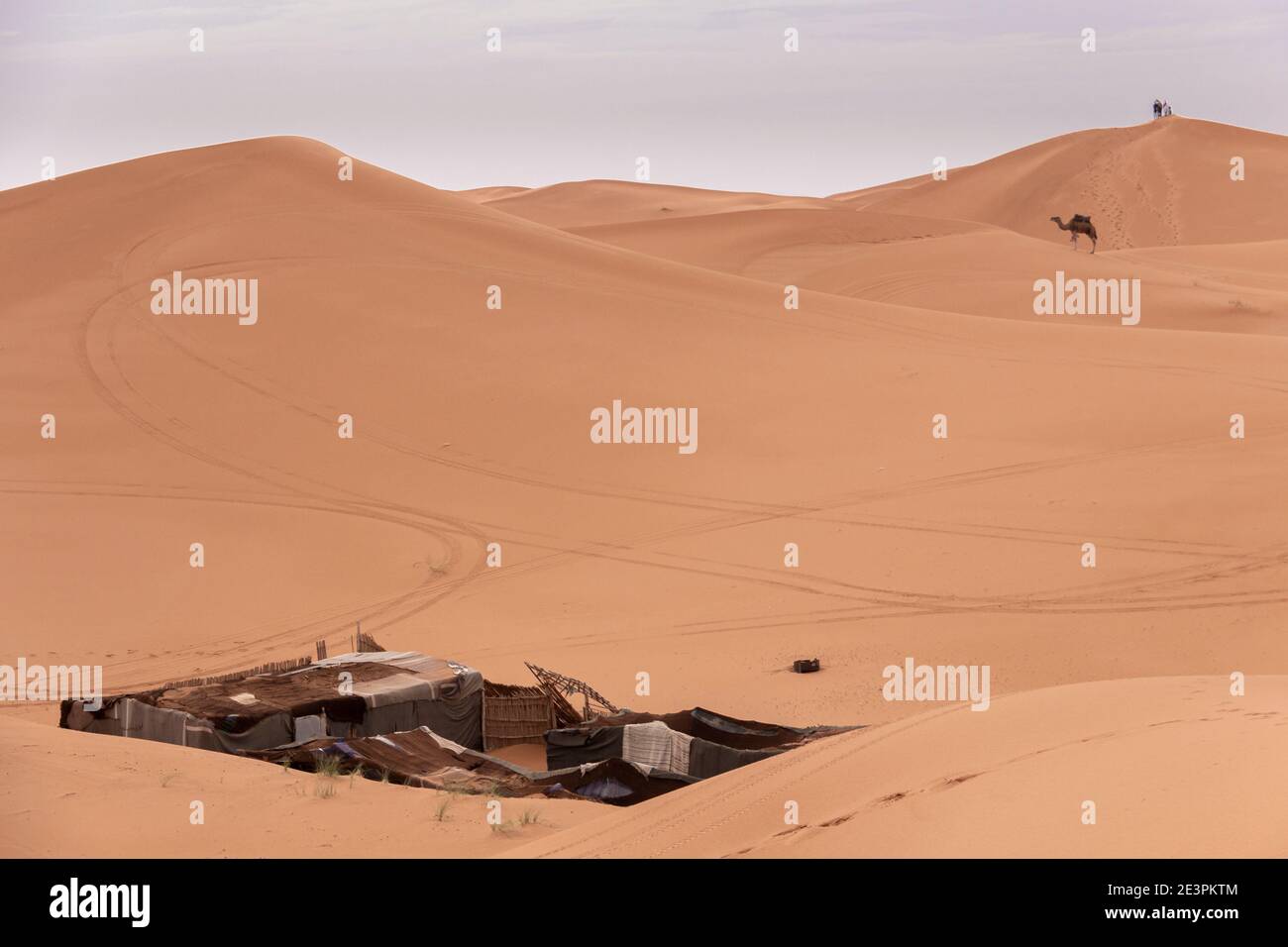 oasis camp in the sahara desert Stock Photo - Alamy
