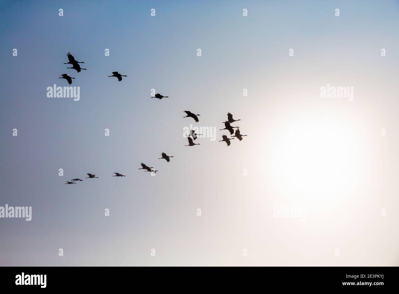 Flock of cranes in formation in the sky Stock Photo - Alamy
