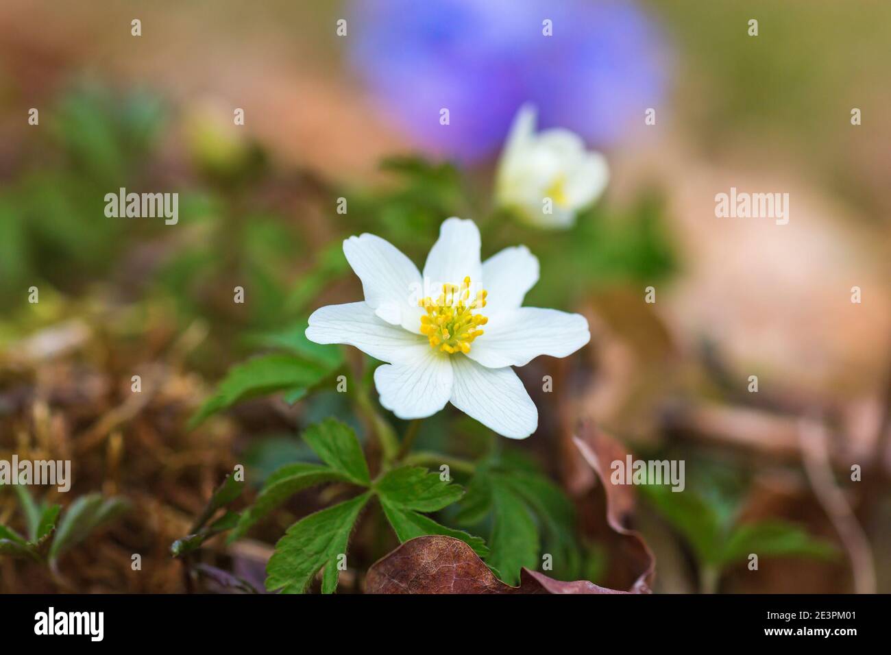 Wood anemone in spring forest Stock Photo - Alamy