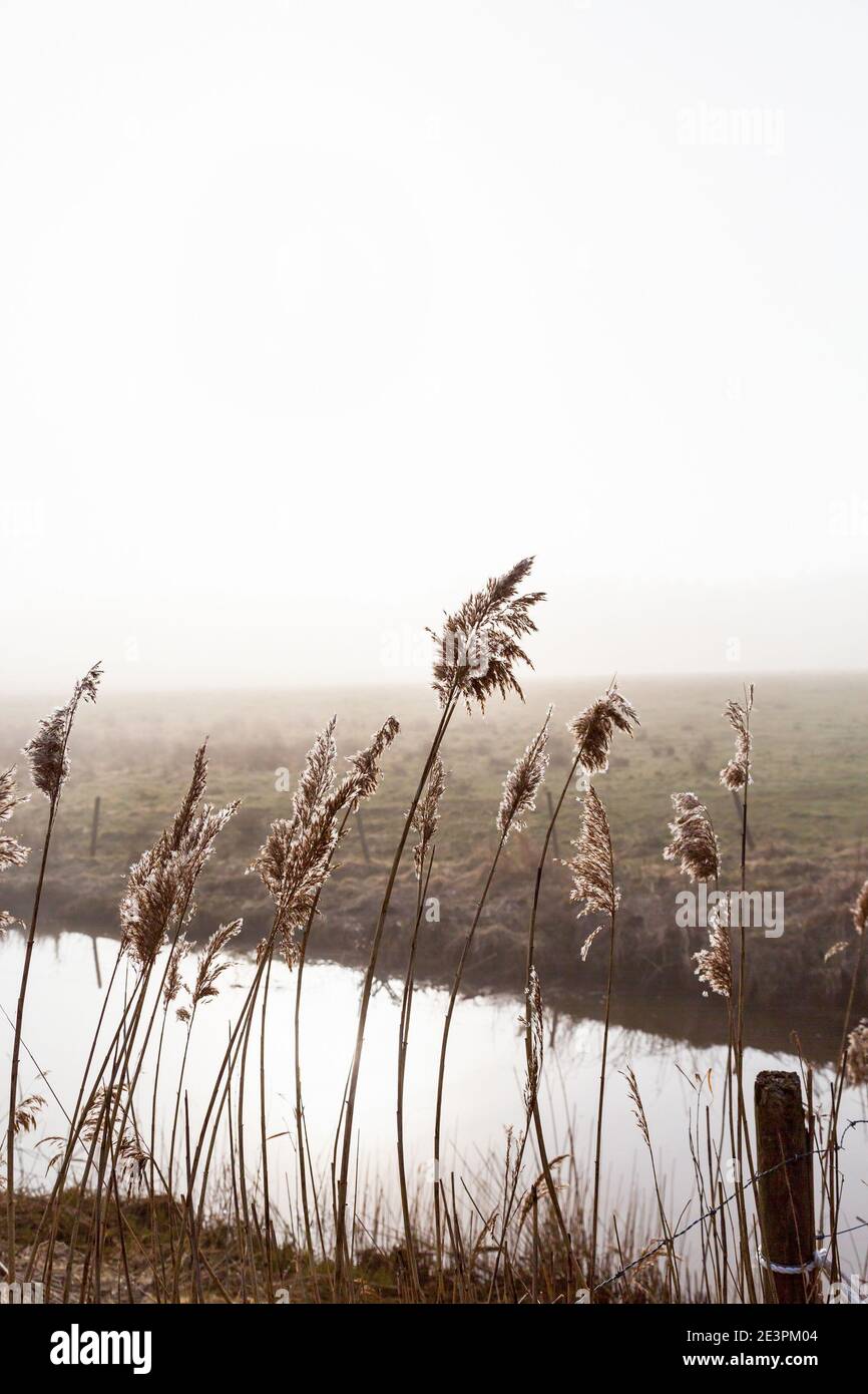 Fluffy water reeds hi-res stock photography and images - Alamy