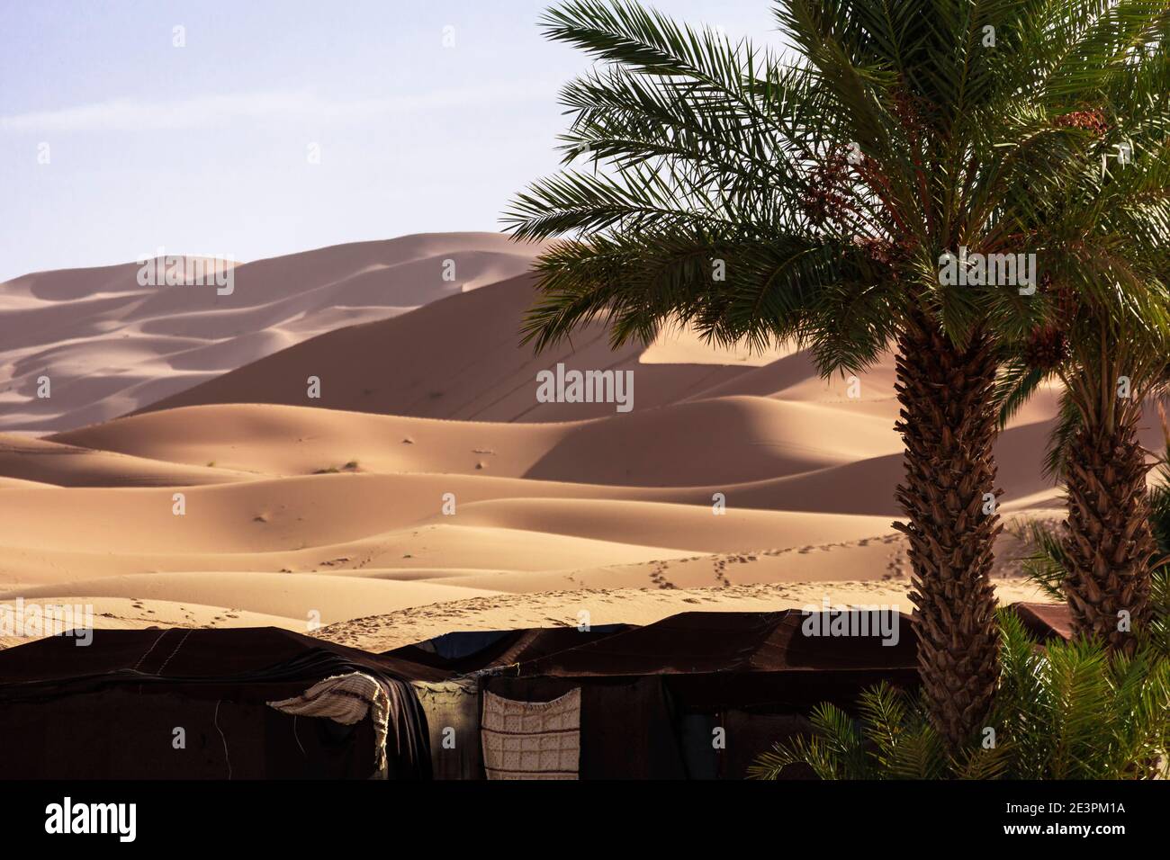 oasis camp in the sahara desert Stock Photo - Alamy