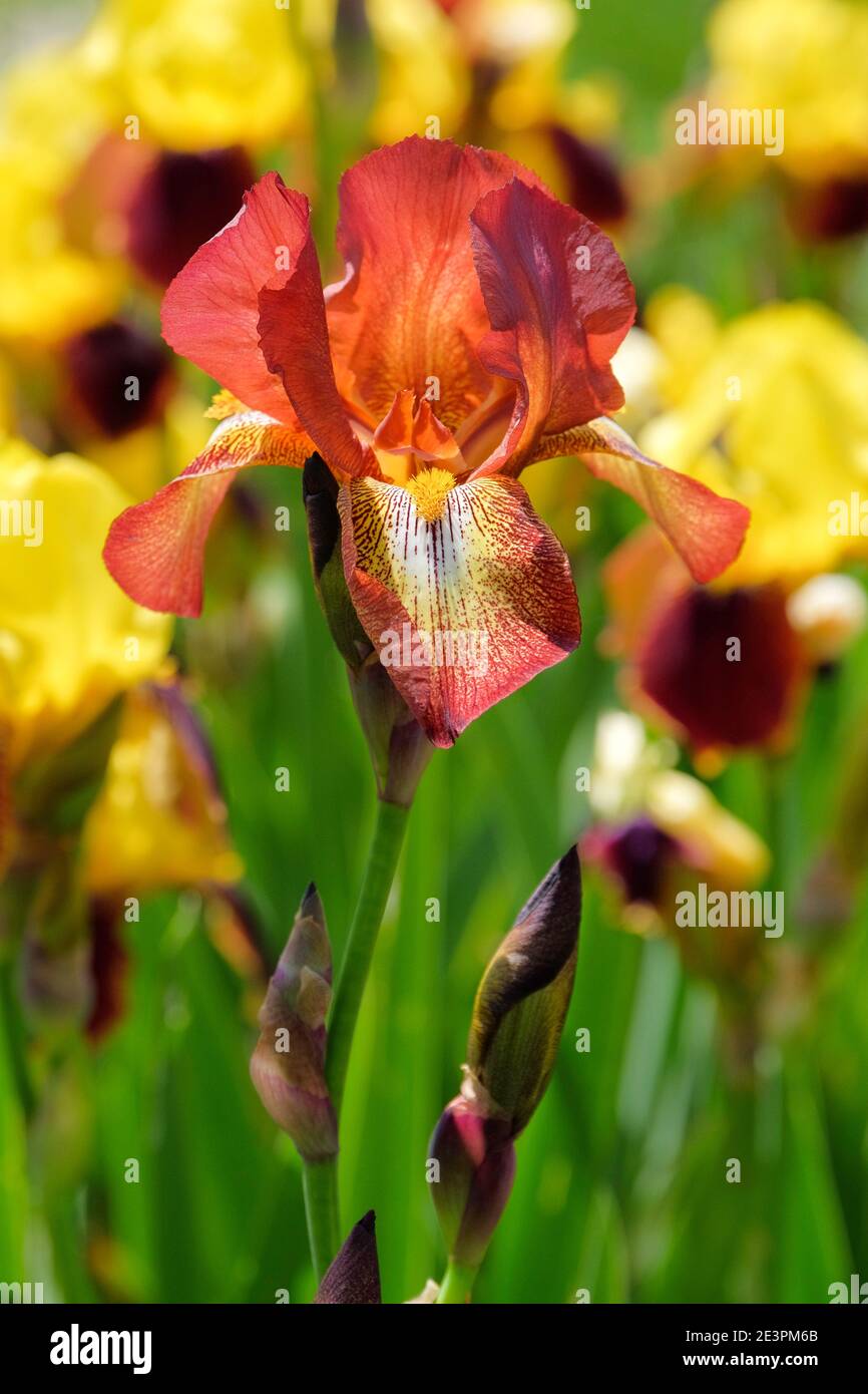 Copper-toned flowers of the bearded iris 'kent pride'. Iris germanica ...
