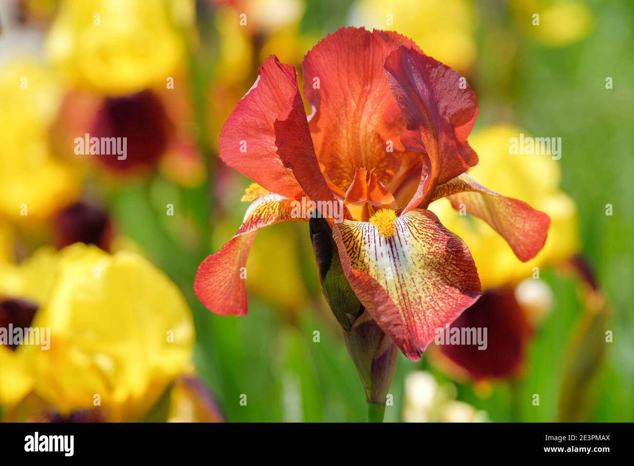 Copper iris hi-res stock photography and images - Alamy