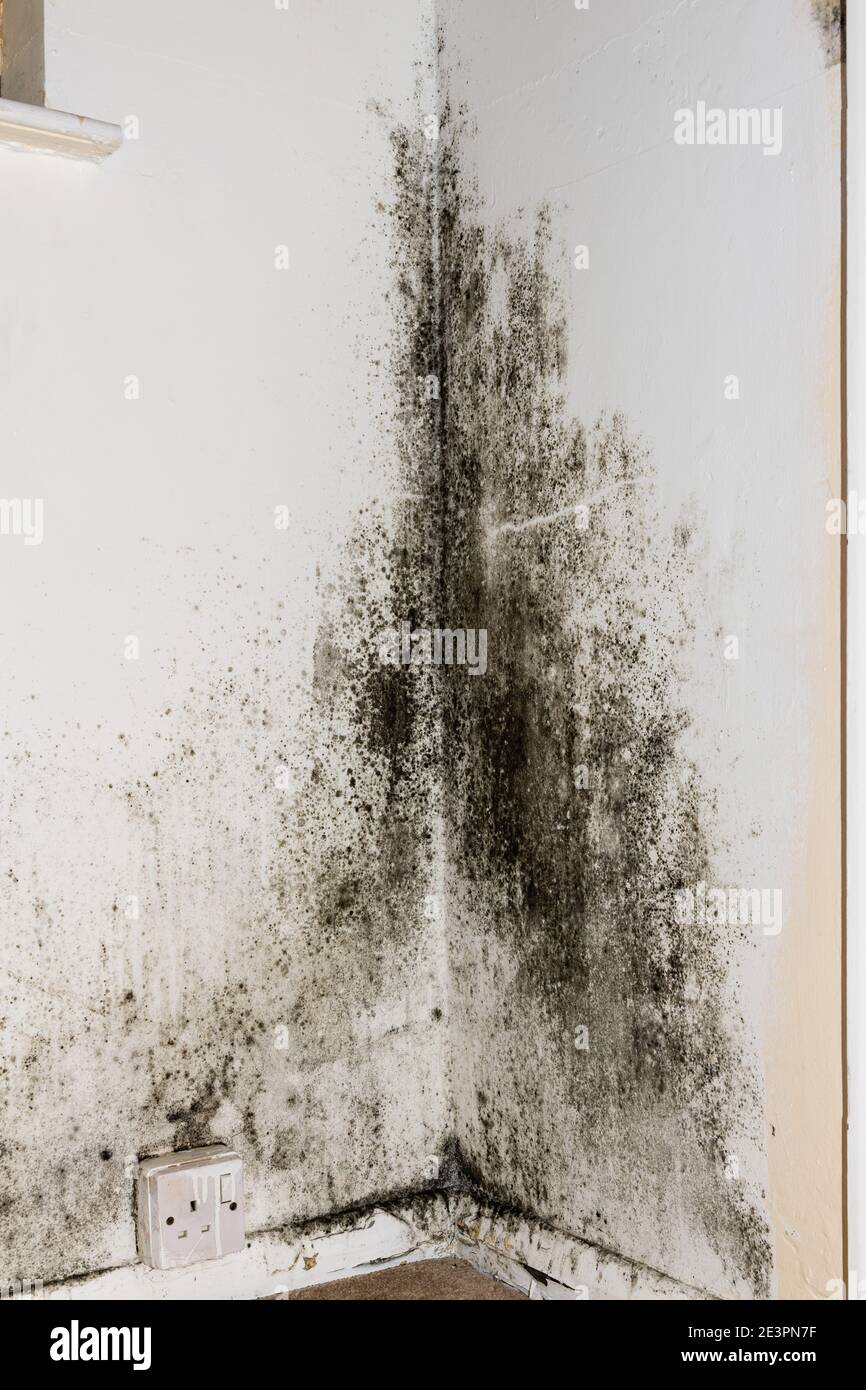 Mold on wall Stock Photo - Alamy