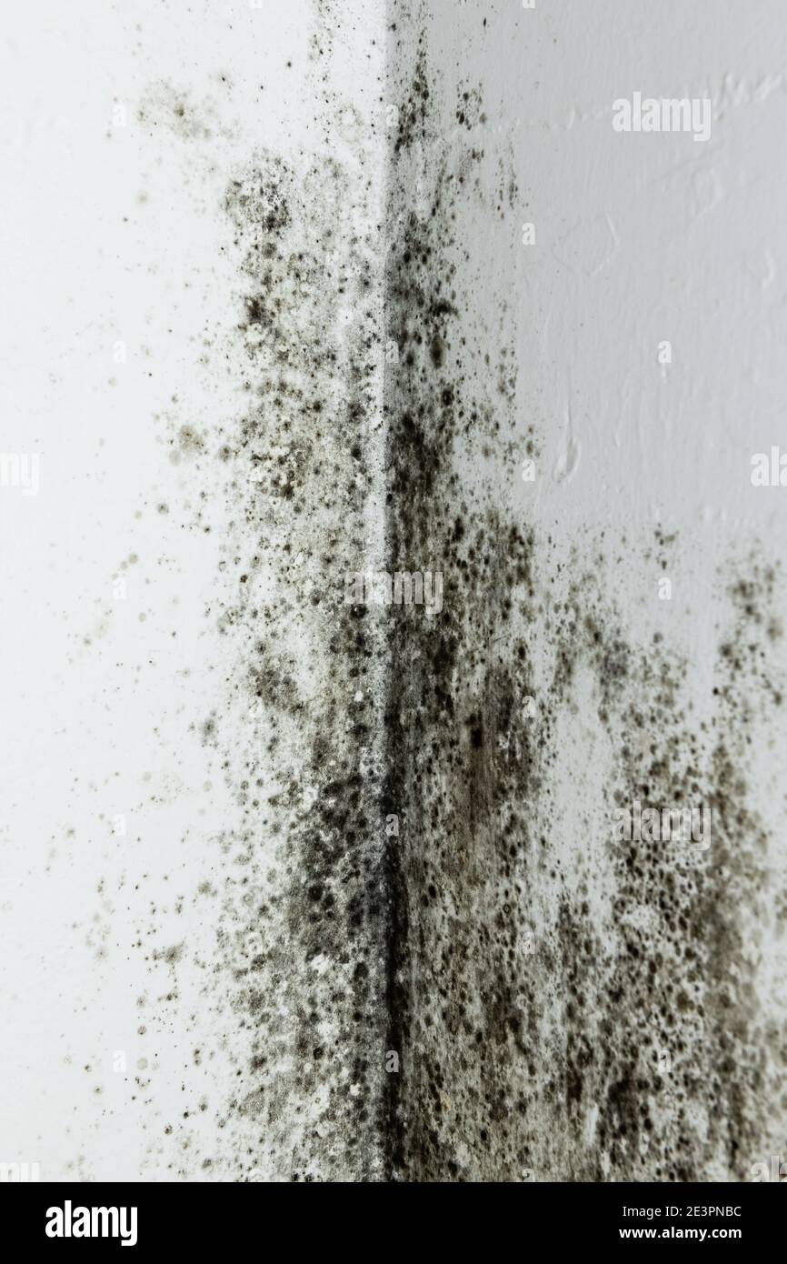 Mold on wall Stock Photo - Alamy