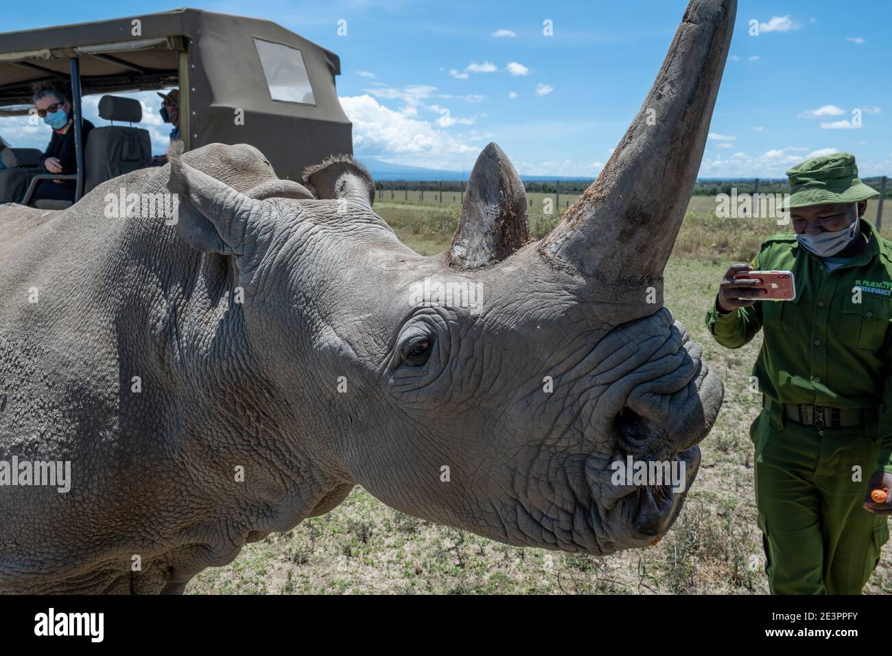 Africa, Kenya, Laikipia Plateau, Ol Pejeta Conservancy, home to the LAST 2 critically endangered ...