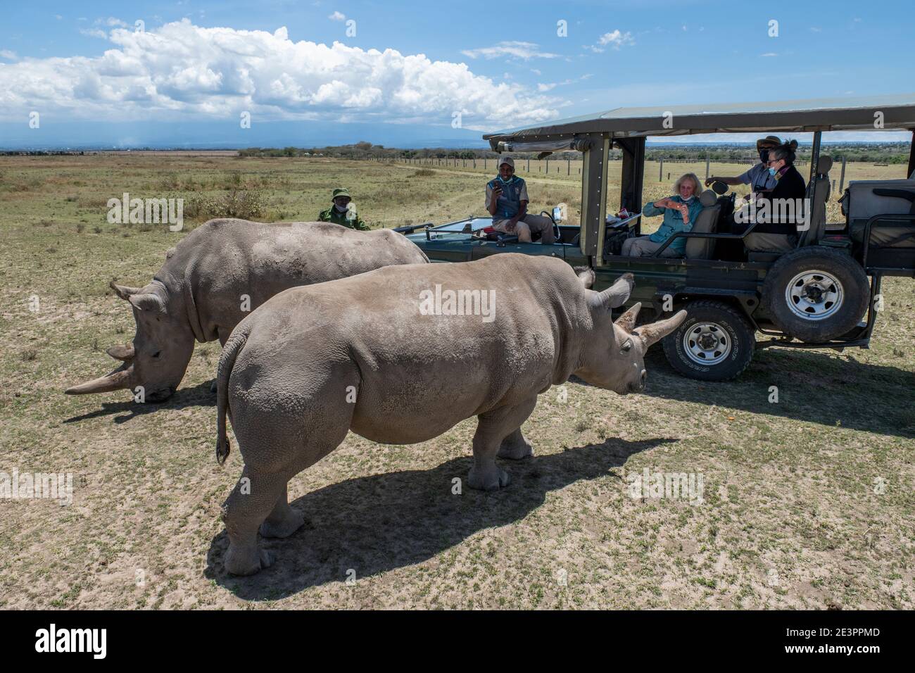 Africa, Kenya, Laikipia Plateau, Ol Pejeta Conservancy, home to the LAST 2 critically endangered ...
