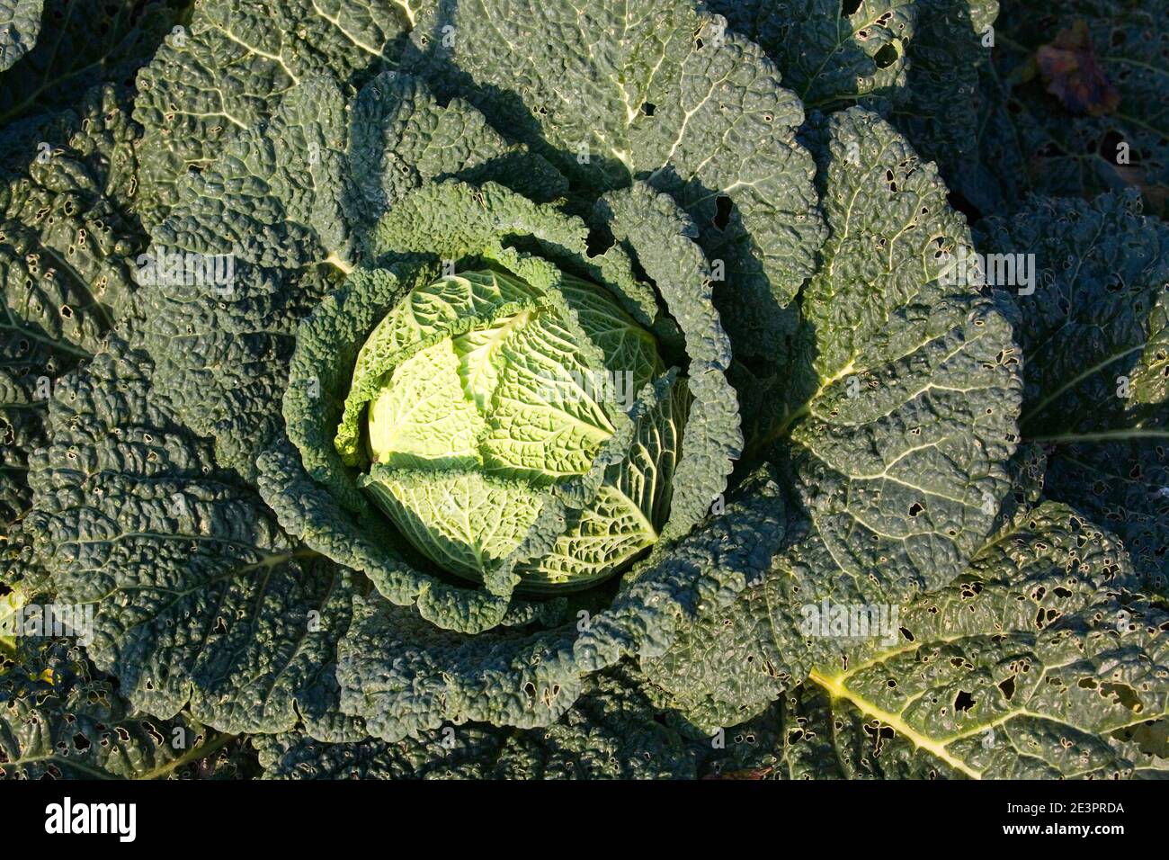 winter cabbage on the allotment in november Stock Photo - Alamy
