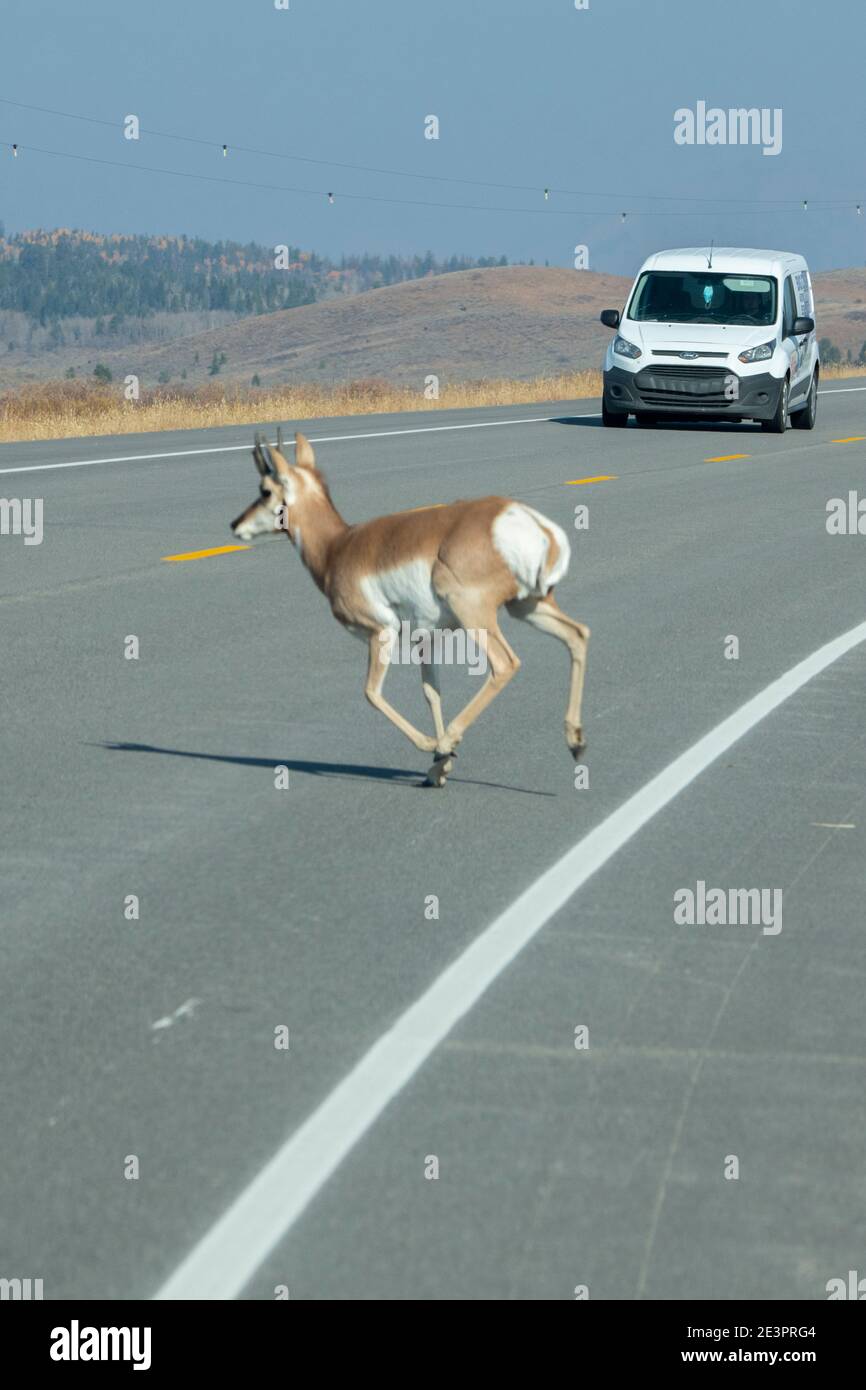 Pronghorn antelope crossing road car hi-res stock photography and ...