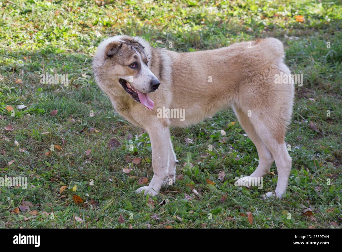 Cute central asian shepherd dog puppy is standing in the autumn park ...