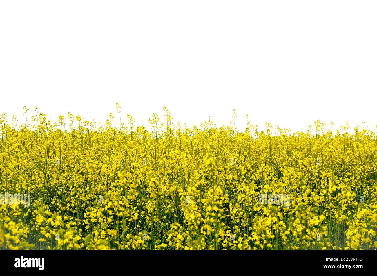 yellow blooming rapeseed field isolated on white, text space Stock Photo - Alamy