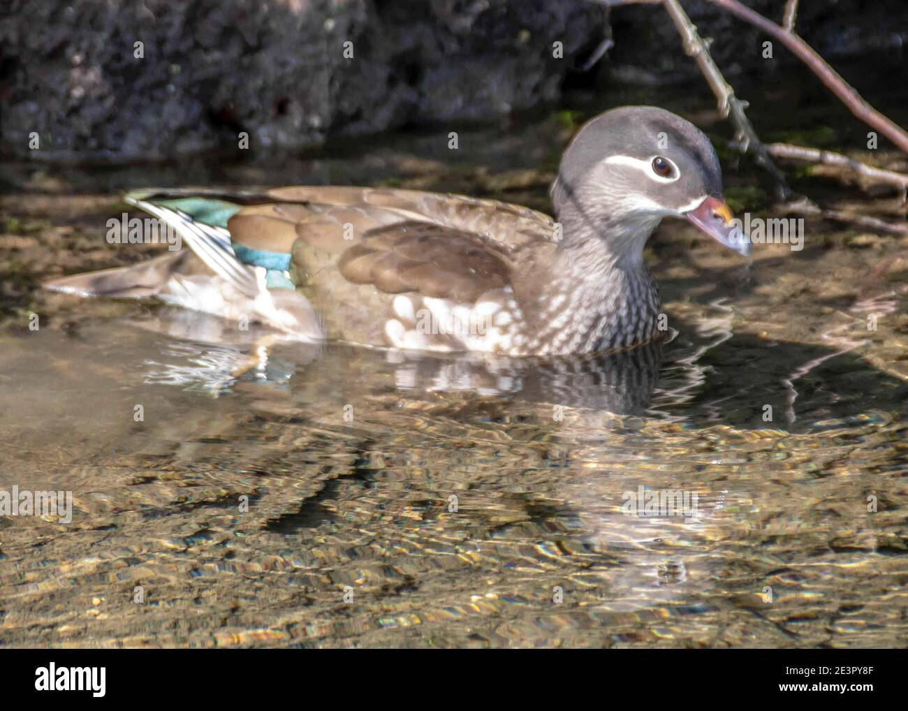pretty female mandarin duck in the river Stock Photo - Alamy