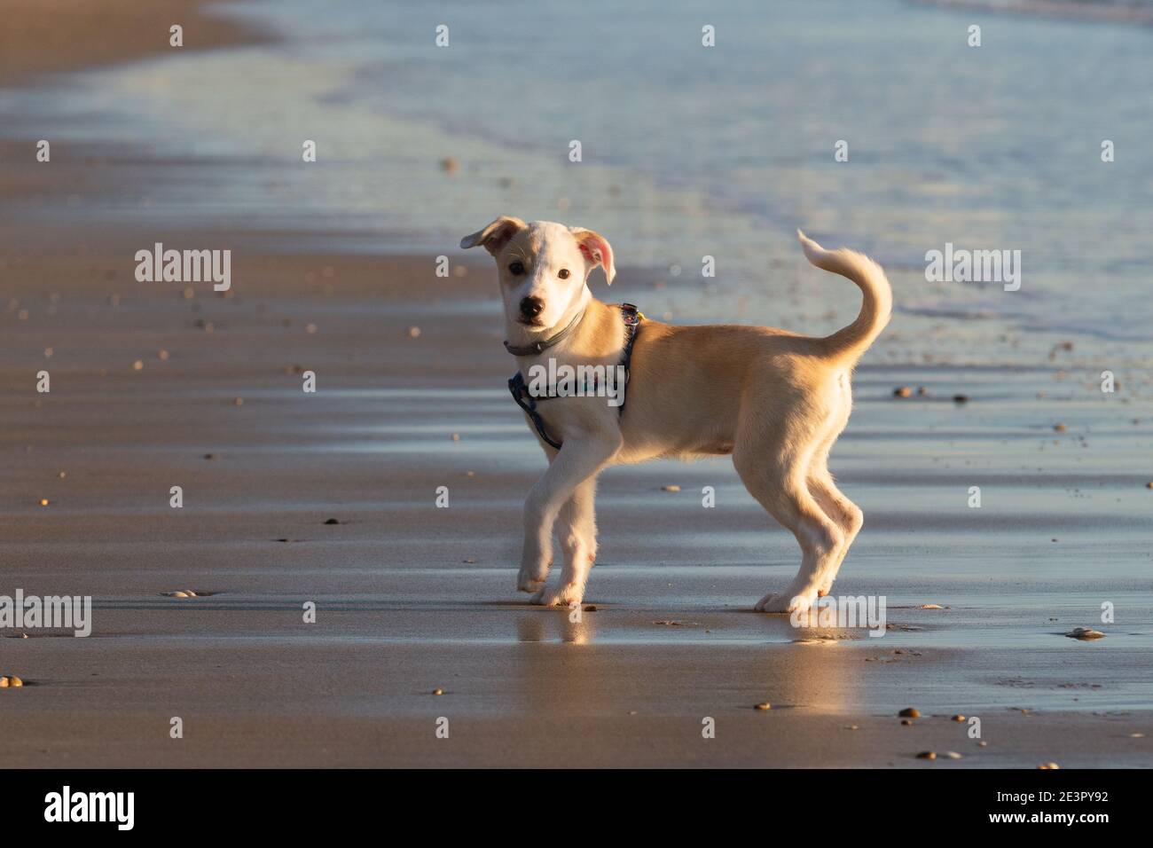 Young happy female puppy standing in the sand on the beach in Cadiz ...