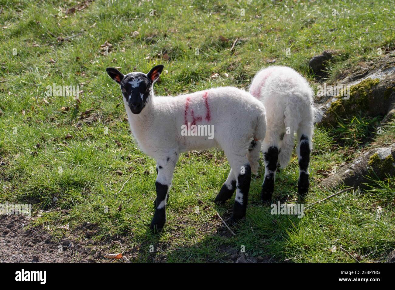 cute black and white lambs enjoying the spring sunshine Stock Photo - Alamy