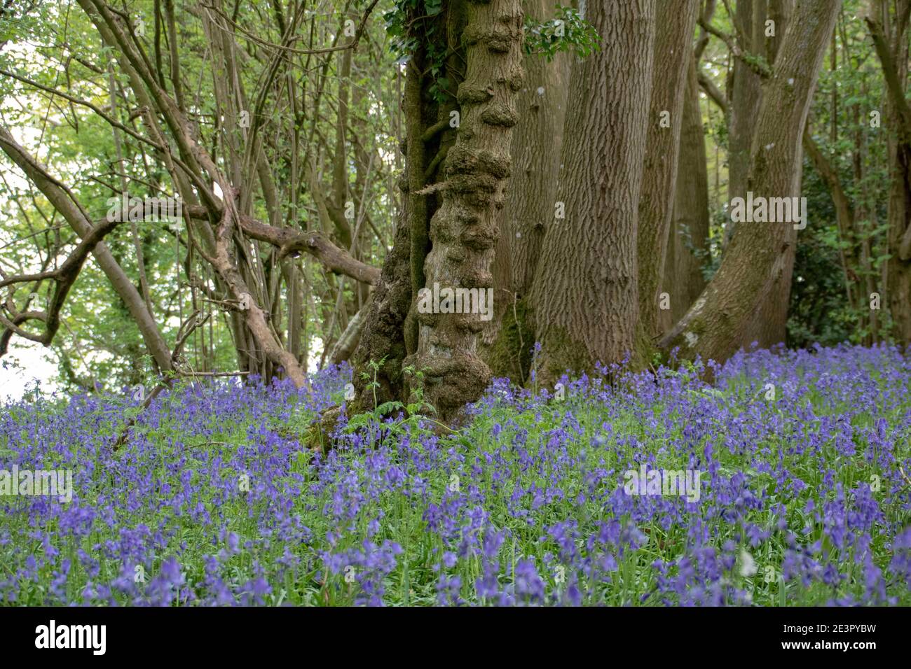 beautiful bright blue bluebells a sign of spring Stock Photo - Alamy