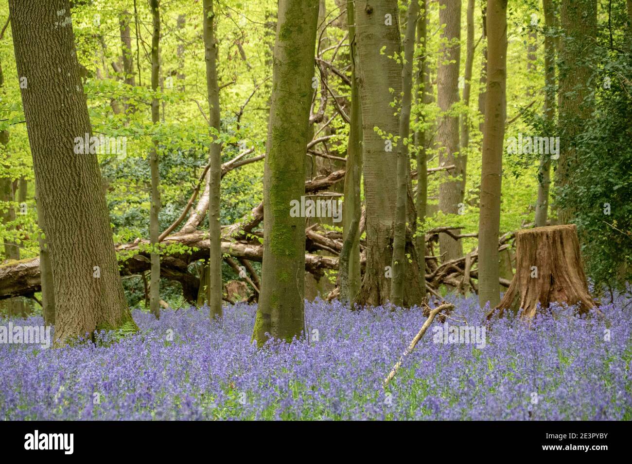 beautiful bright blue bluebells a sign of spring Stock Photo - Alamy