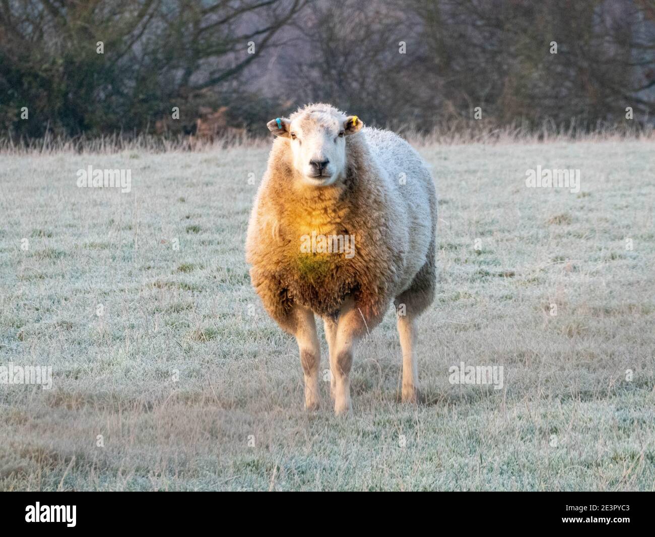 pretty white sheep enjoying some sunshine on a cold frosty Winter ...