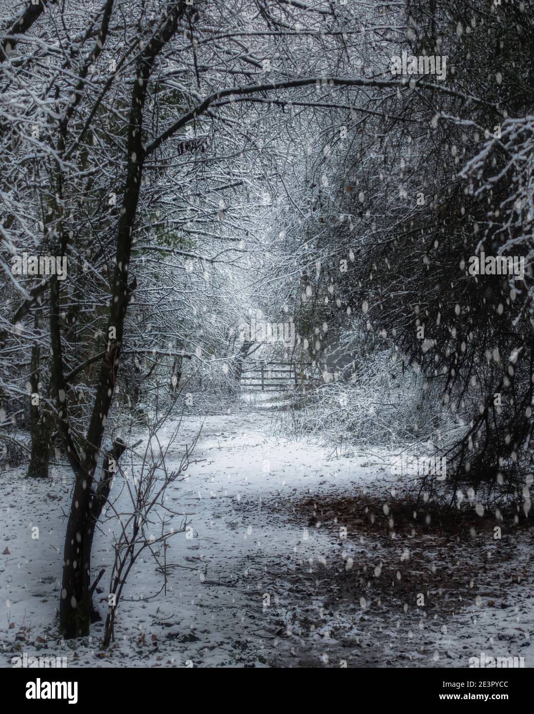 Snow fall in Nottinghamshire, England Stock Photo - Alamy