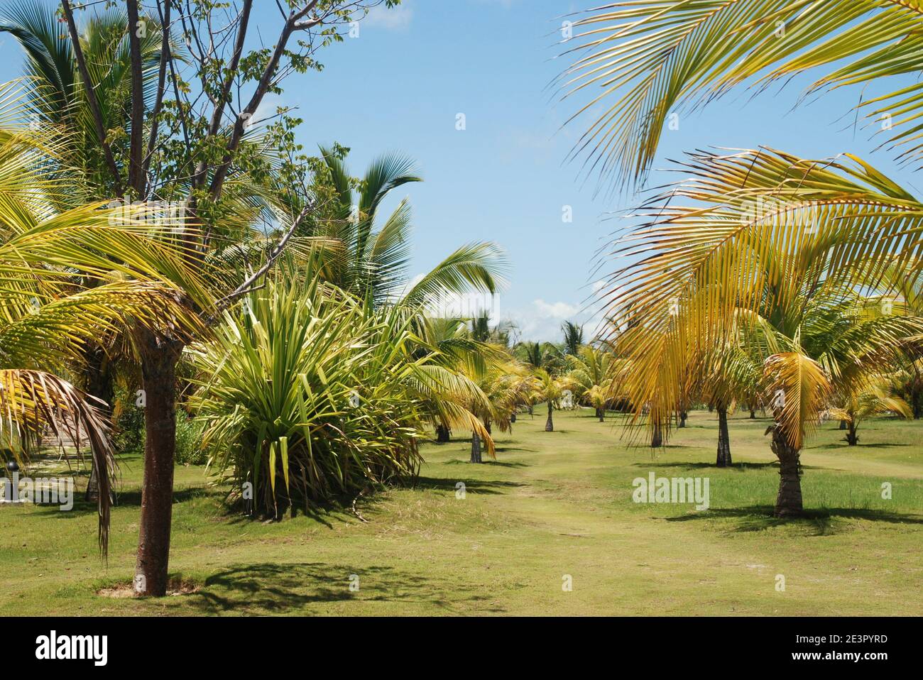 Cuba varadero palm trees hi-res stock photography and images - Alamy