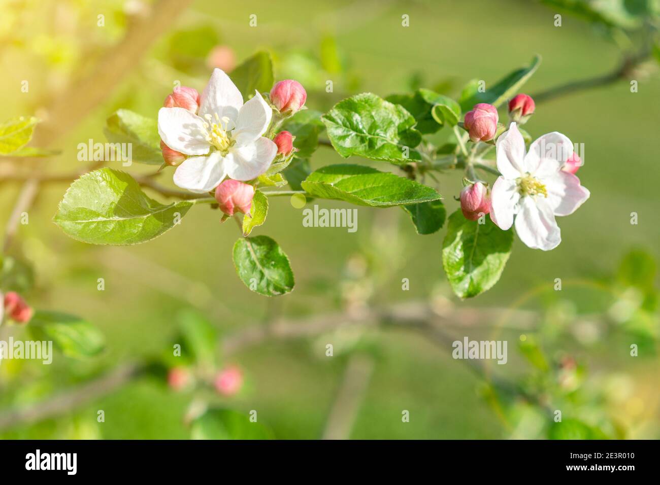 Beautiful blooming apple trees in spring park close up. Apple trees ...