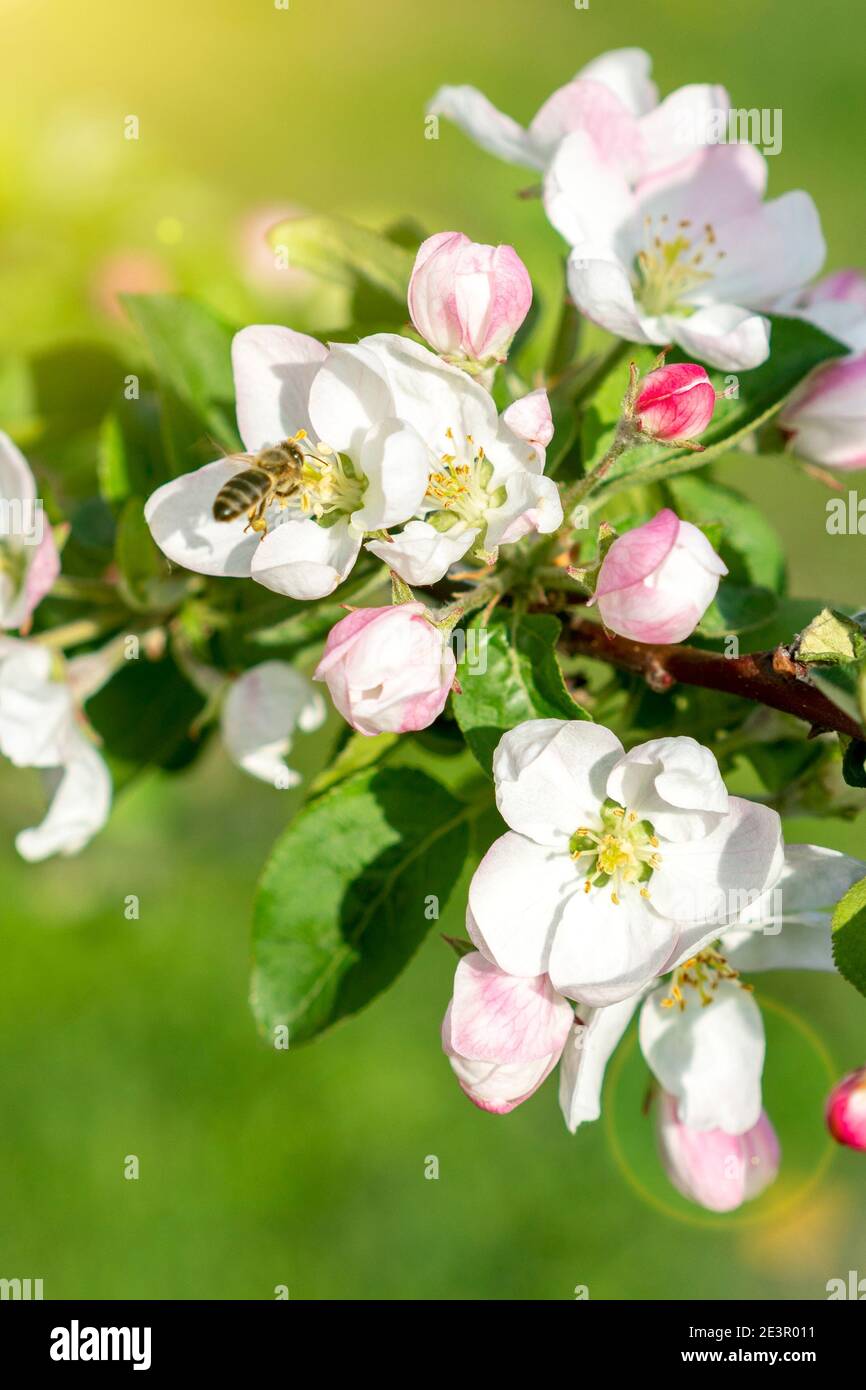 Beautiful blooming apple trees in spring park close up. Apple trees ...