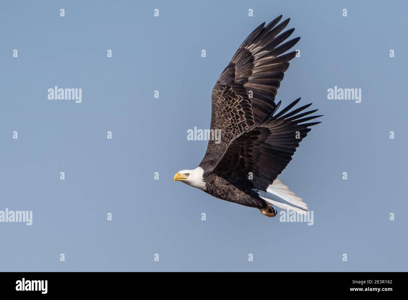 Bald eagle flying close up hi-res stock photography and images - Alamy