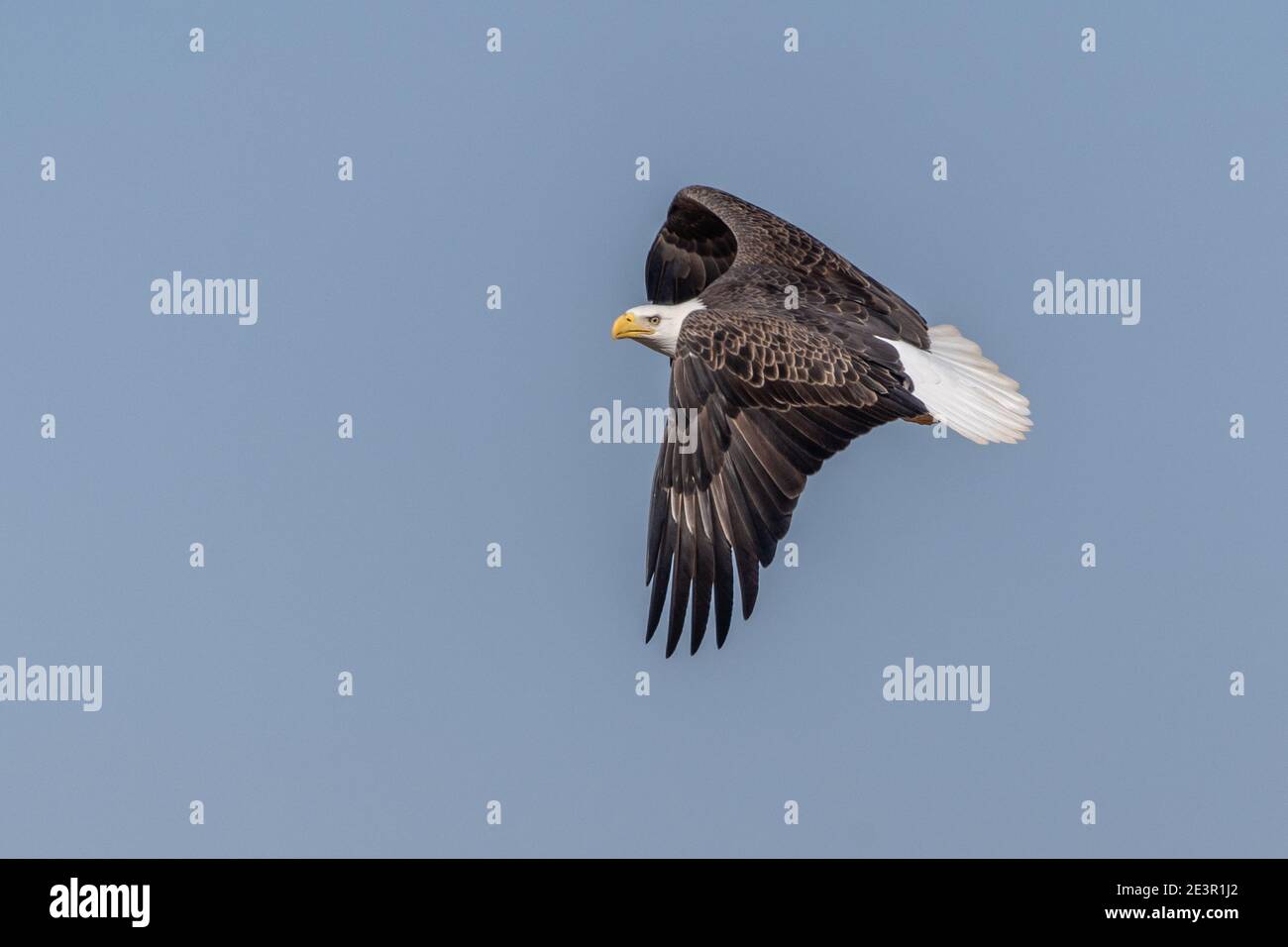 Black spread eagle hi-res stock photography and images - Alamy